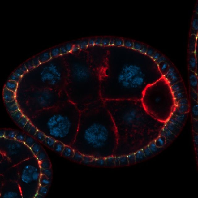 University of Chicago Post-Bac Scholars Research Program in Cell ...