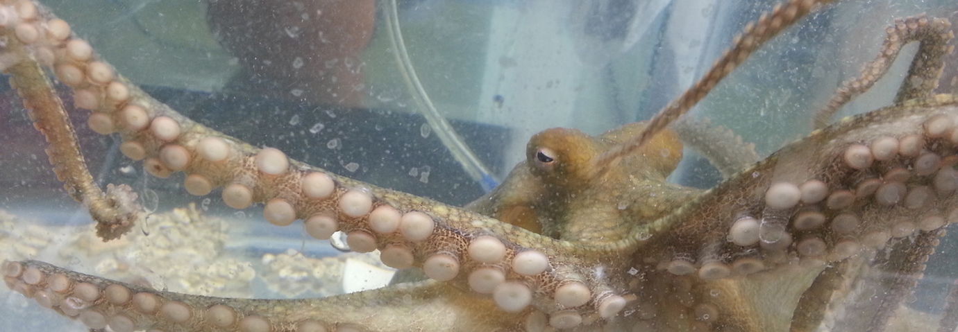 Octopus Hatching PHOTOS: 4 New Species Of Deep Sea Octopus Discovered