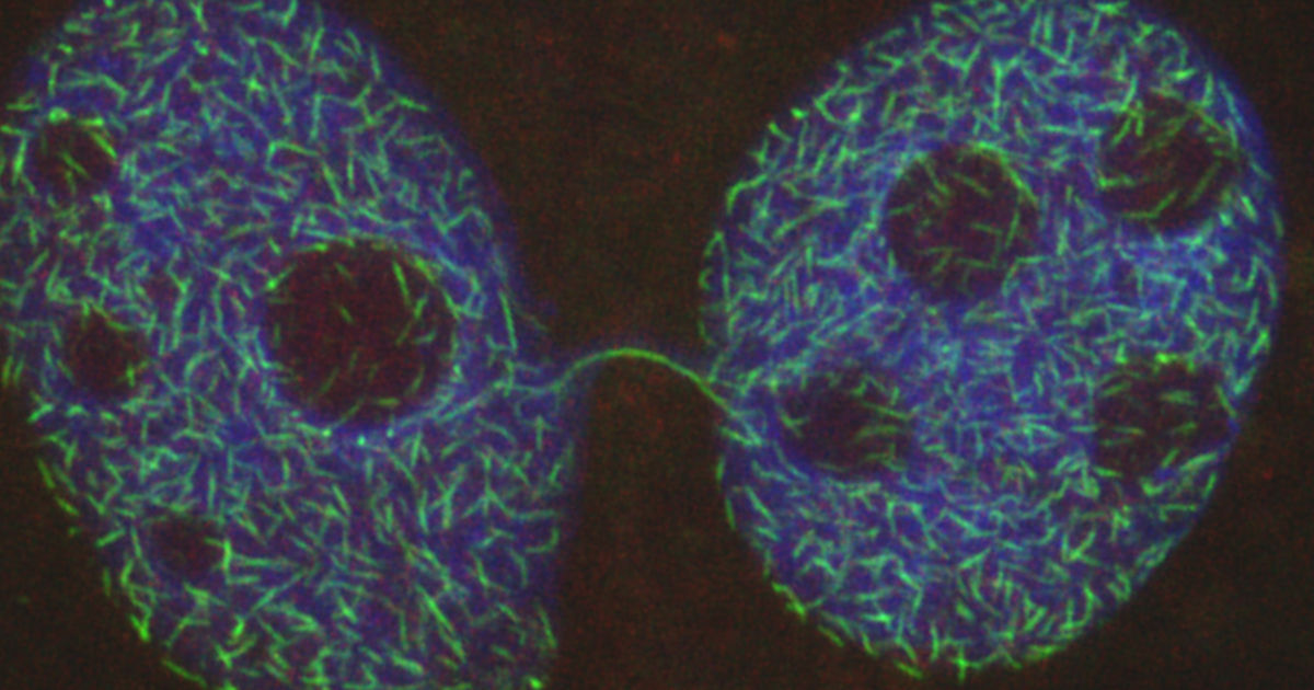 Cell and Molecular Biology | UChicago Biosciences | The University of ...