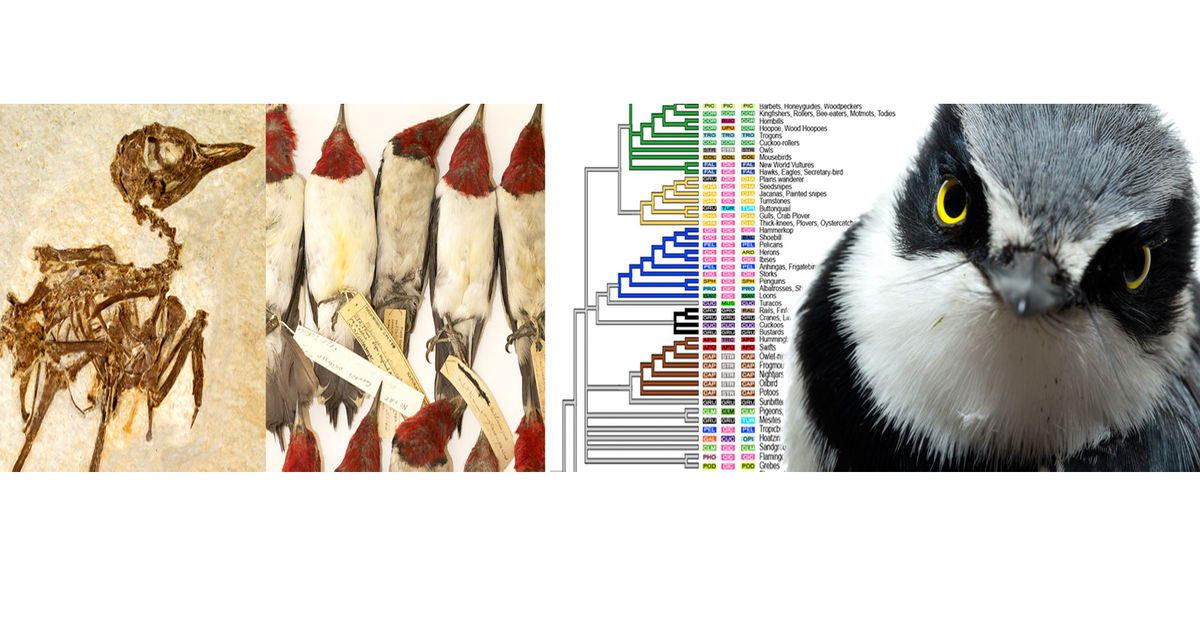 Committee on Evolutionary Biology | UChicago Biosciences | The ...