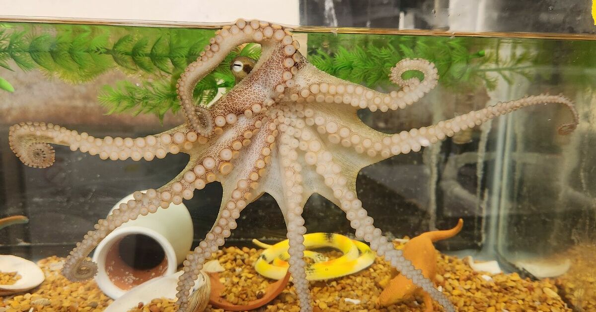 Segmented nervous systems allow octopuses to control each arm and ...