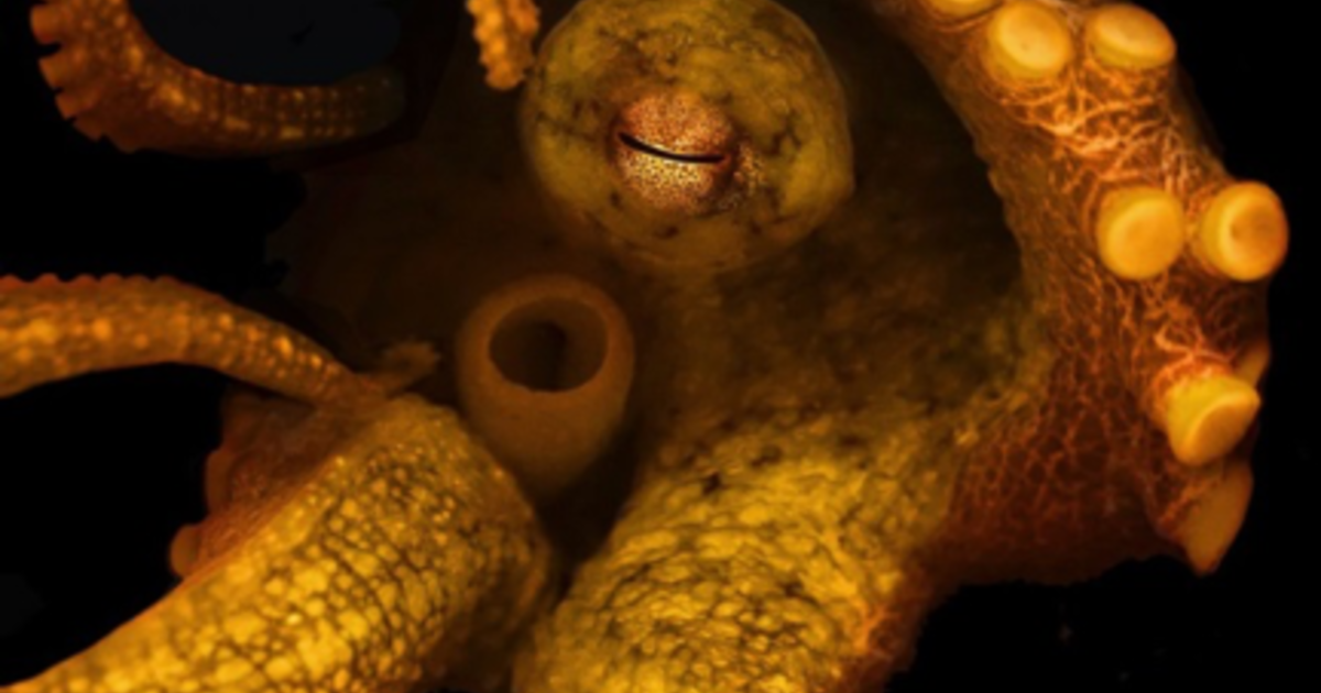 Clifton Ragsdale and Carrie Albertin: first to sequence octopus genome | UChicago Biosciences ...