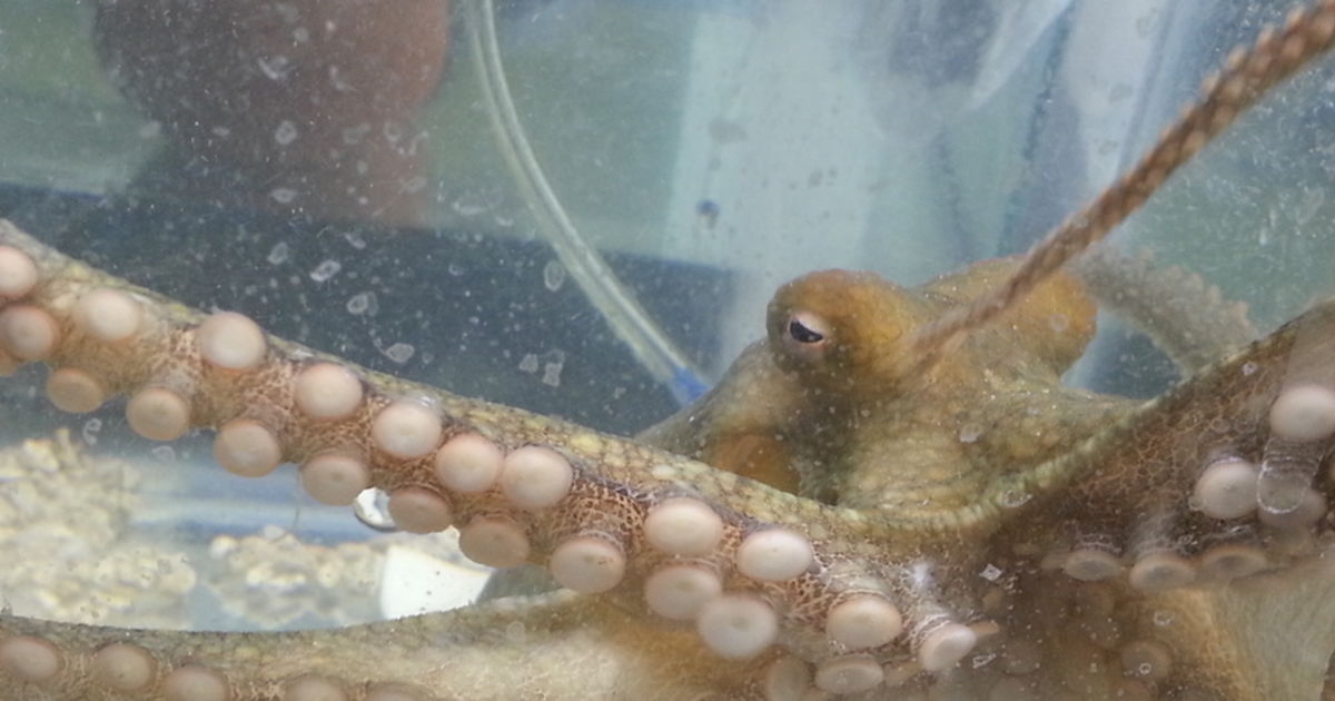 The grim, final days of a mother octopus | UChicago Biosciences | The ...