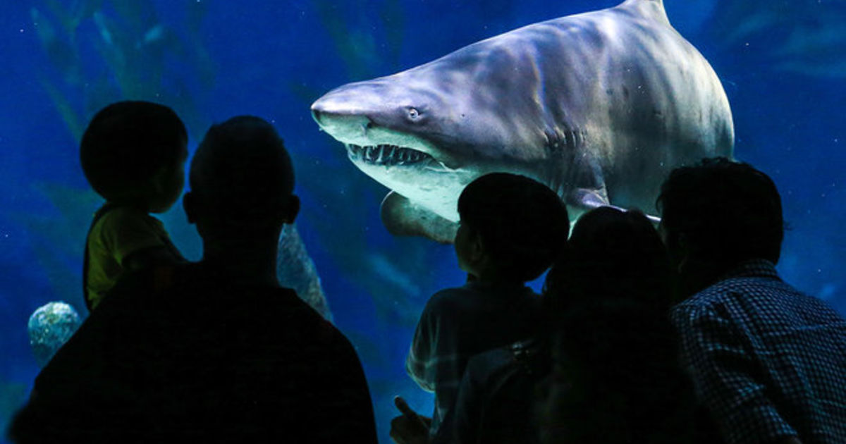 Humans and sharks share a common ancestor | UChicago Biosciences | The ...
